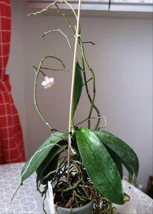 Орхидея фаленопсис мультифлора миди