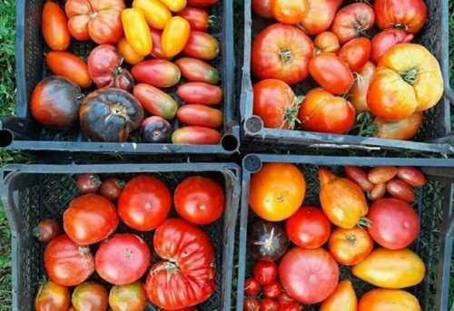 Семена коллекционных томатов-300сортов