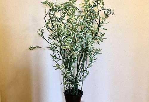 Растение Педилантус 120 см