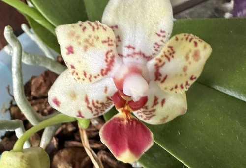 Орхидея tying shin classic