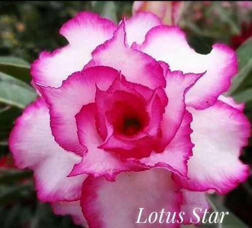 Адениум Lotus Star