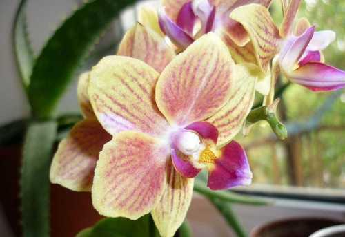 Орхидея фаленопсис мини (детка)