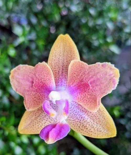 Цветущая азиатская орхидея Miki Golden Sand