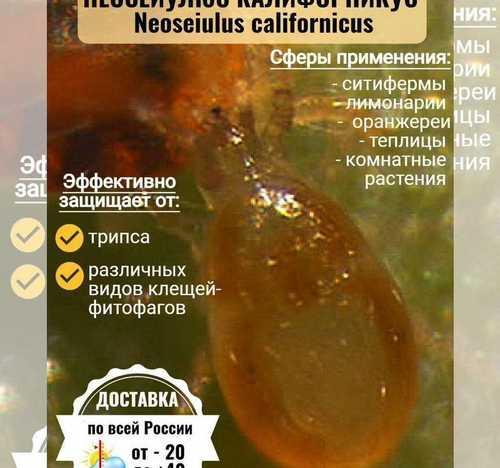Неосейулюс калифорникус (Neoseiulus californicus)