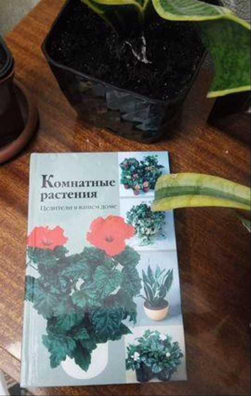 Комнатные растения. Целители в вашем доме