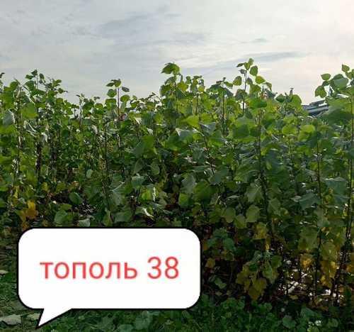 Тополь 38