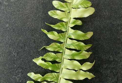 Папоротник вариегатный Tiger Fern