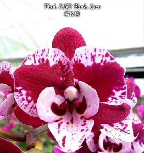 Орхидея фаленопсис SKB Black Lace