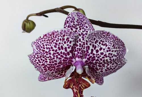 Орхидея фаленопсис Dragon maple