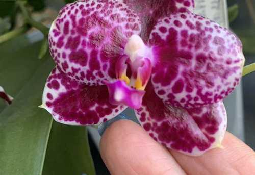 Орхидея фаленопсис"Белый питон" от Mituo