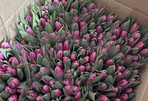 Тюльпаны нежно розовые оптом и в розницу