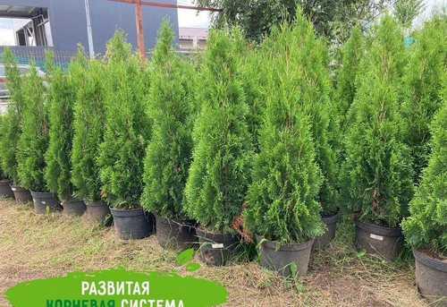Саженцы Туя Смарагд 100-120см с доставкой