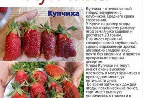 Рассада Зем Клубника купчиха