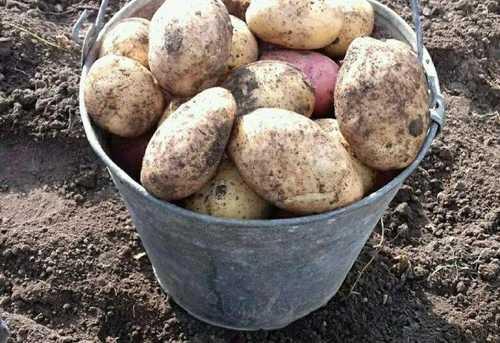 Продам картофель, урожай 2023