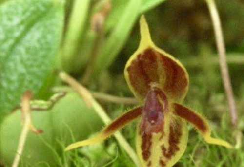 Микро орхидея Stelis brunnea