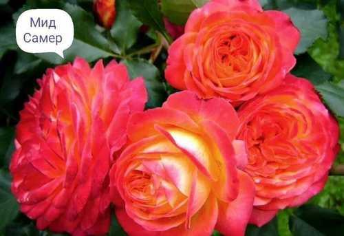 Саженцы розы крупные цветы аромат заказы Отправка