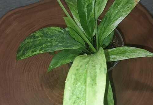 Антуриум vittarifolium вариегатный