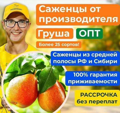 Саженцы груши оптом. Доставка по РФ