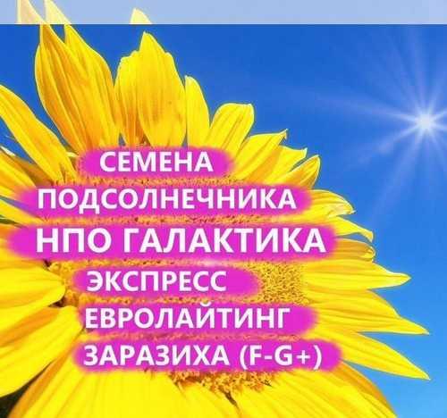 Семена подсолнечника Галактика, Челябинск