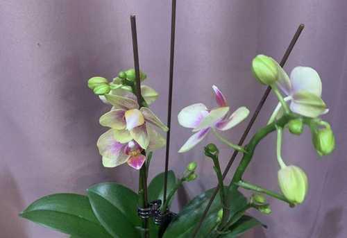 Цветущая орхидея fiesta