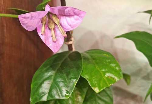 Бугенвиллия