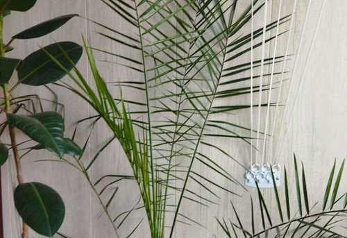 Финиковая и веерные пальмы