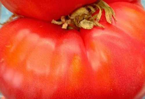Семена Минусинских сортов томатов