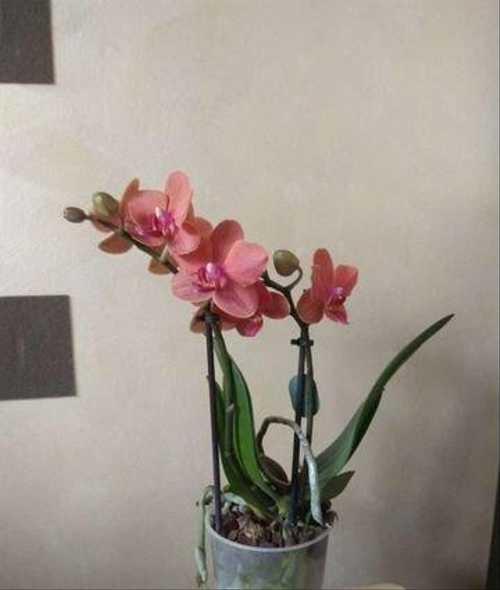 Орхидея мультифлора Bolzano, 2 ствола