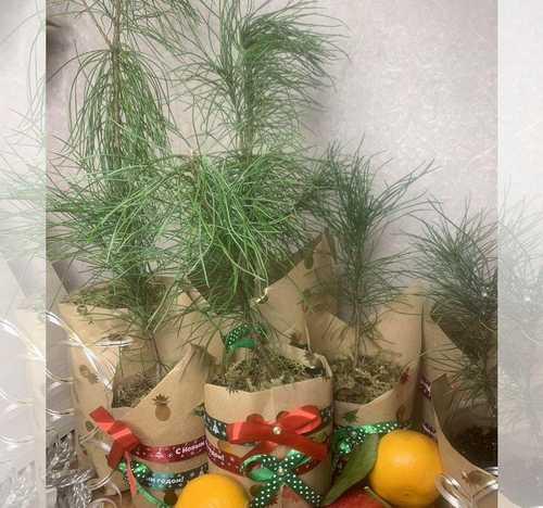 Елочка (саженец кедра Сибирского)