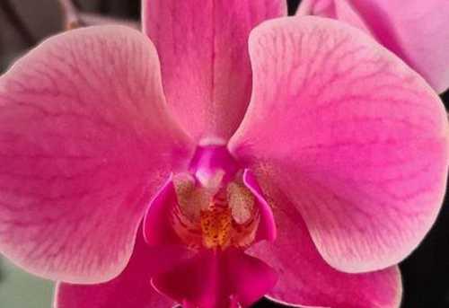 Орхидея фаленопсис Нарбонна (anthura narbonne)