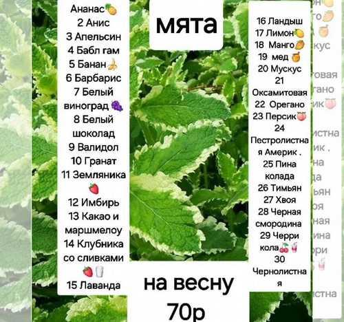 Мята на весну