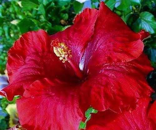 До 25 см цветы - Гибискус Импрессарио - Укореняшка