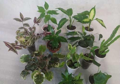 Растения по 150