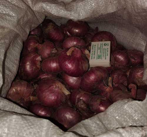 Лук репчатый красный. 150, за1кг