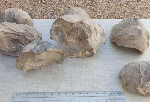 Окаменелости Грифея