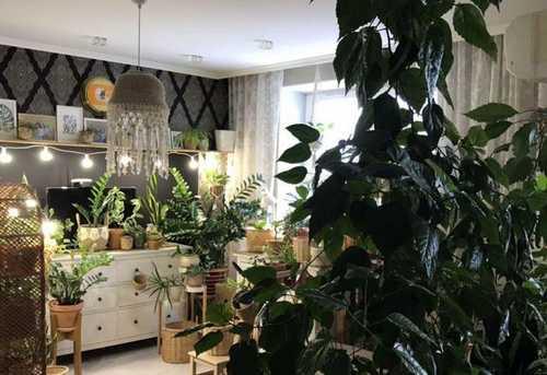 Фикус Лирата, много ухоженных комнатных растений