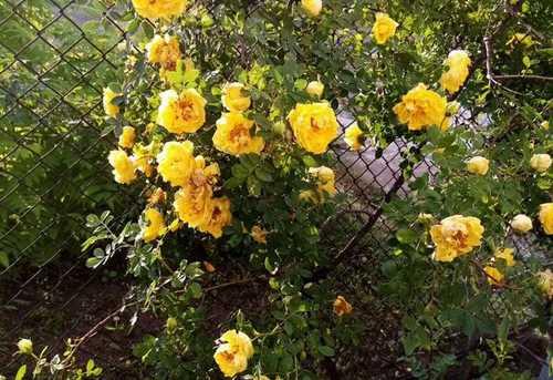 Роза жёлтая корнесобственная отлично зимует