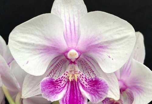 Орхидея Phal. L1351