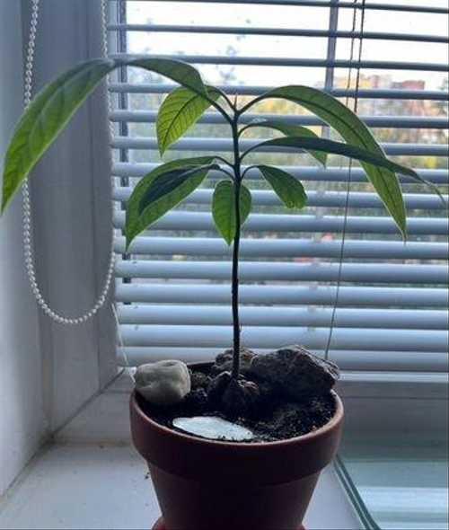 Авокадо растение в керамическом горшке
