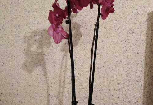Сортовая орхидея с 2 цветоносами