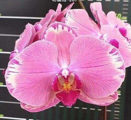 Орхидея фаленопсис Phal. Pink Crystal Crown '187'