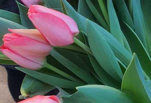 Тюльпаны оптом к 14 февраля