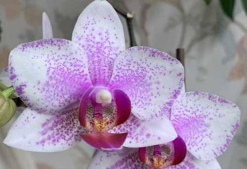 Орхидея мультифлора Роттердам
