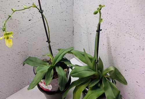 Пафиопедалум, орхидея башмачок