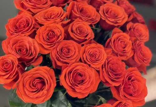 Розы Эквадор, высокие розы, красные розы