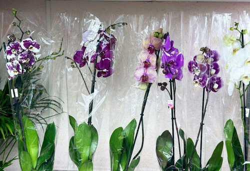 Орхидея на 1 цветонос