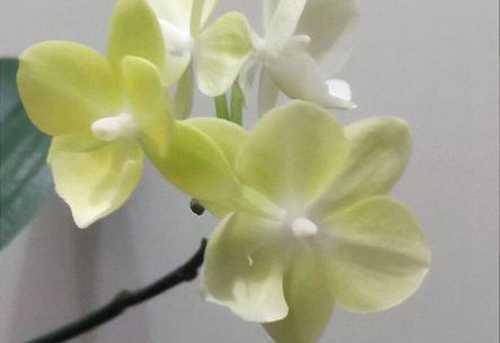 Орхидея биглип с деткой жёлтая Tying Shin Melody