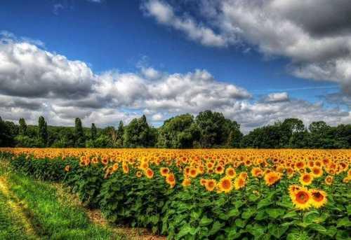 Гибриды семян кукурузы и подсолнечника