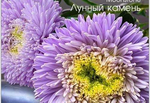 Астра Хризантелла Лунный камень 30 шт