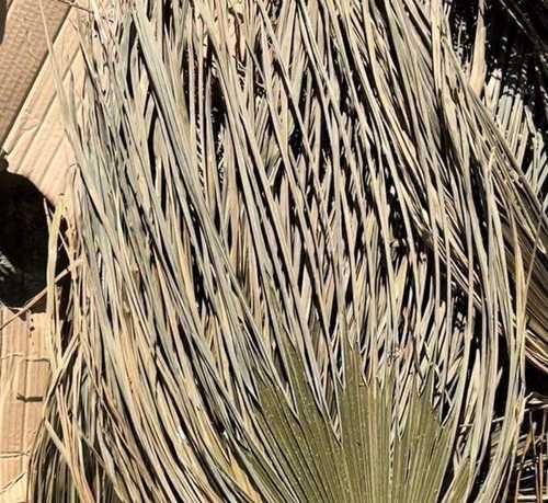 Лист веерной пальмы в наличии